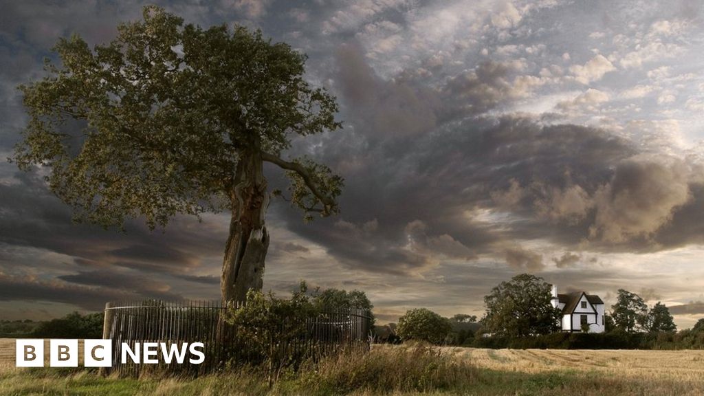 Magna Carta link to Tree of the Year competition - BBC News