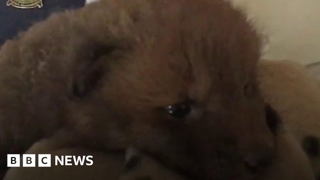 Wales wildfires: Fox cub found among dead, burnt cubs - BBC News