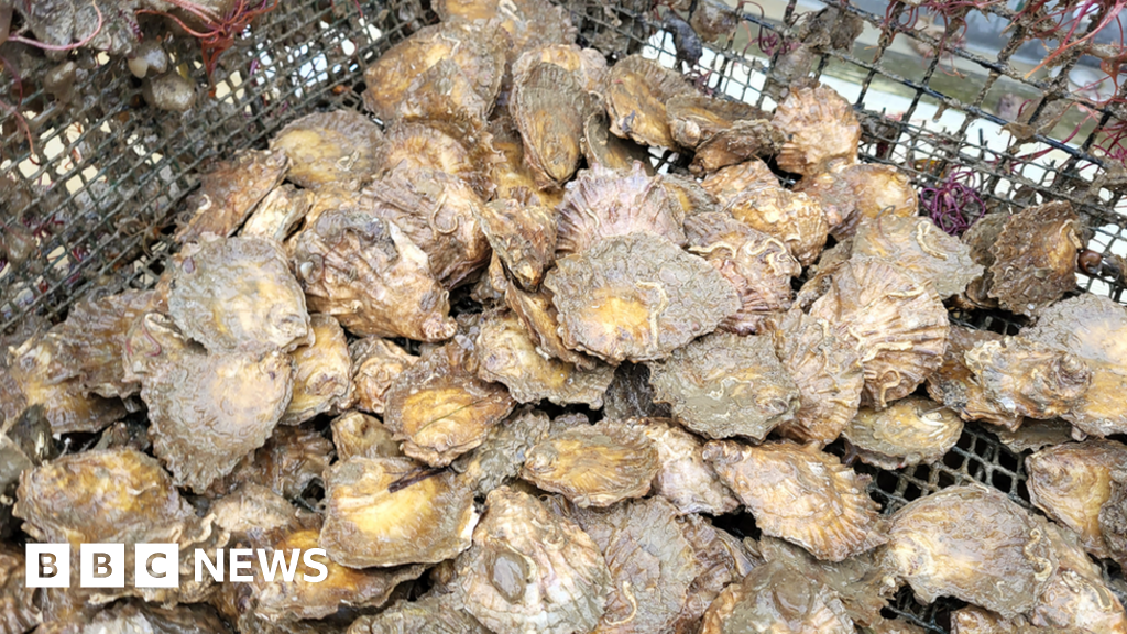 Isle of Wight: Endangered oysters reintroduced to local waters - BBC News
