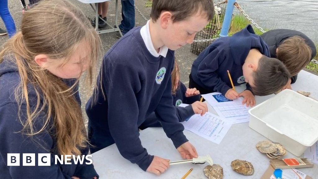 Plan to bring native oyster back to NI waters takes step forward