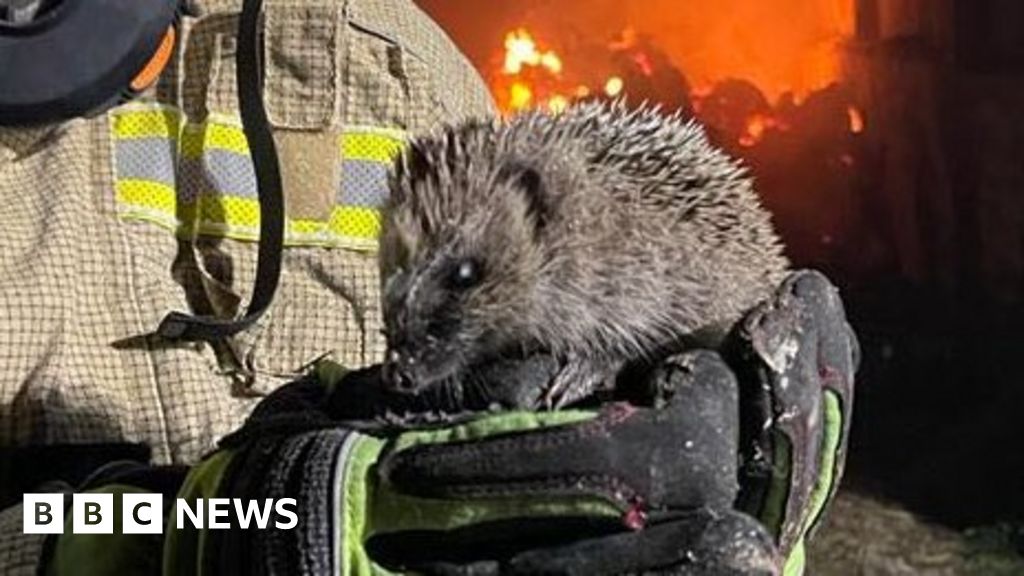 Firefighter rescues hedgehog from burning Thornicombe barn - BBC News