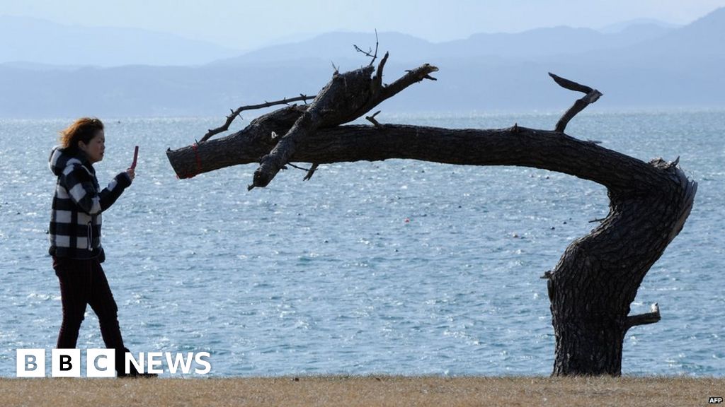 Japan: City preserves tsunami 'dragon tree' - BBC News