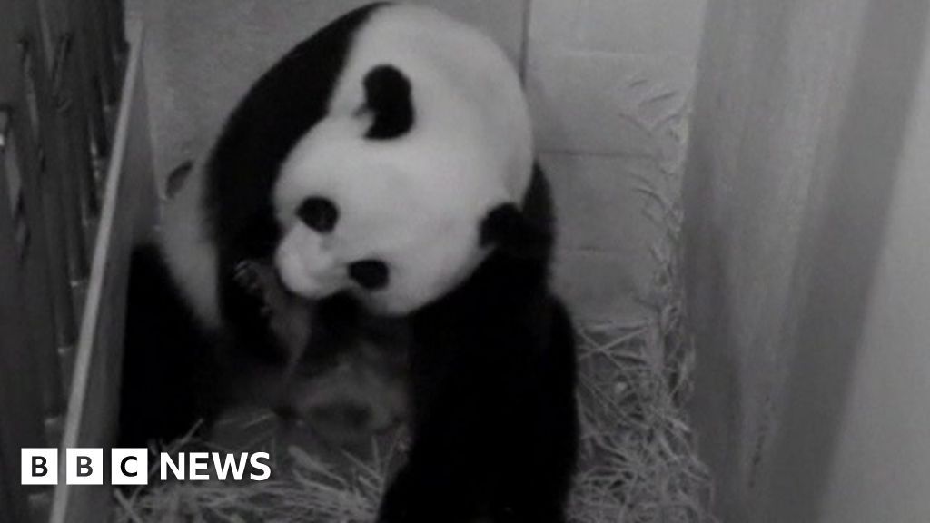 Washington Zoo welcomes Mei Xiang's new panda cub - BBC News