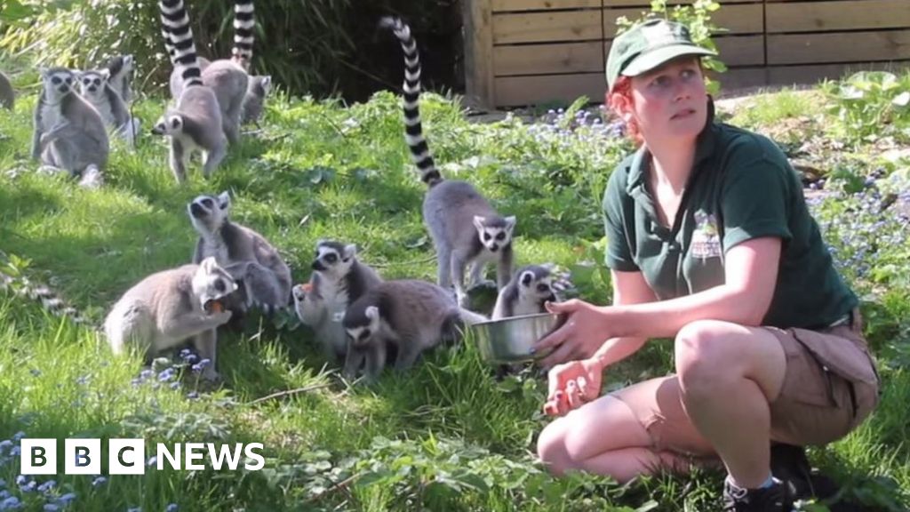 Coronavirus: TikTok challenge lifting zookeepers' spirits - BBC News
