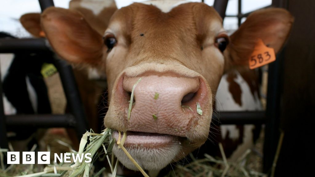 How many cars and burping cows equal the California gas leak? - BBC News