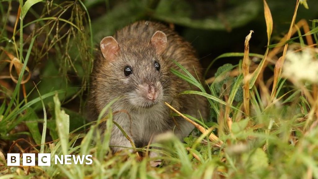 Tresco, Bryher and St Martin's rat scheme proposed - BBC News