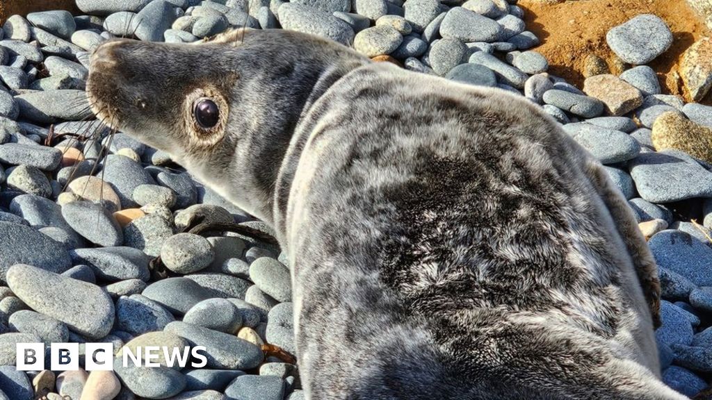 Another sick seal pup rescued after storms in Guernsey - BBC News
