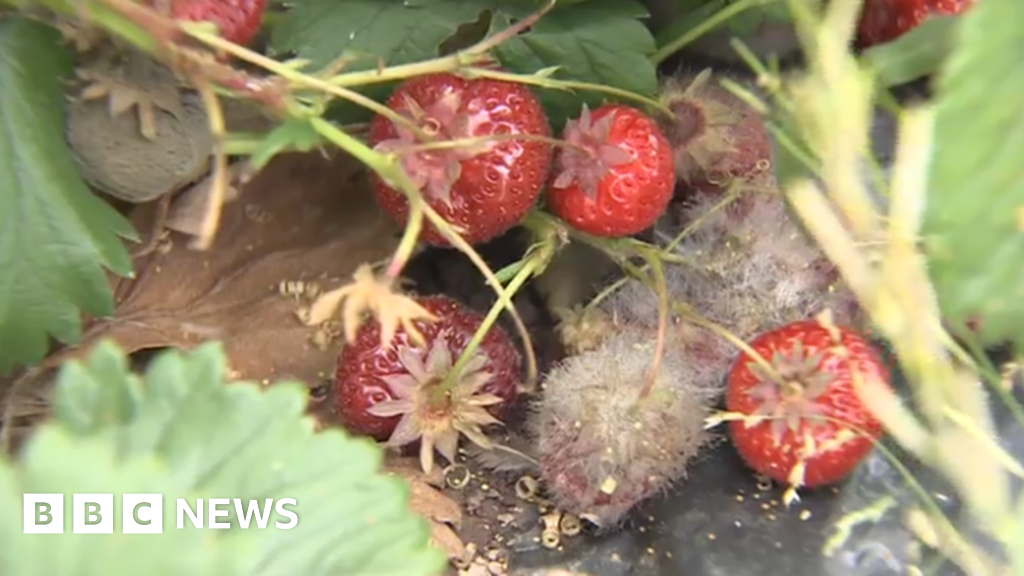 Fruit 'left to rot' due to labour shortages - BBC News