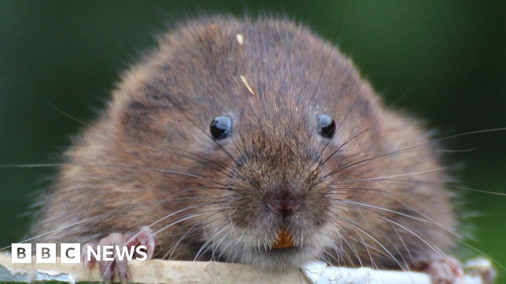 Dozens of endangered voles released into Somerset ponds - BBC News
