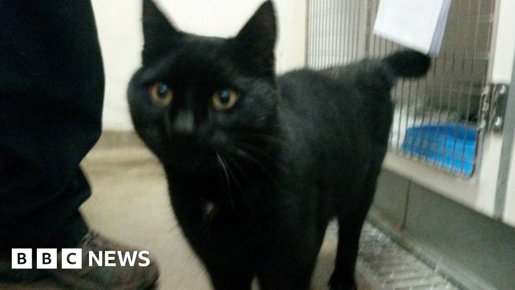 Phileas Mogg: Cat takes 250-mile trip under car bonnet - BBC News