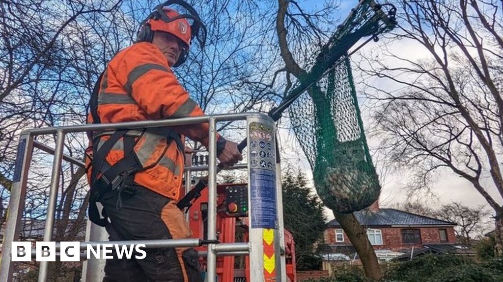 Oldham kitten rescued from tree after three-day ordeal - BBC News