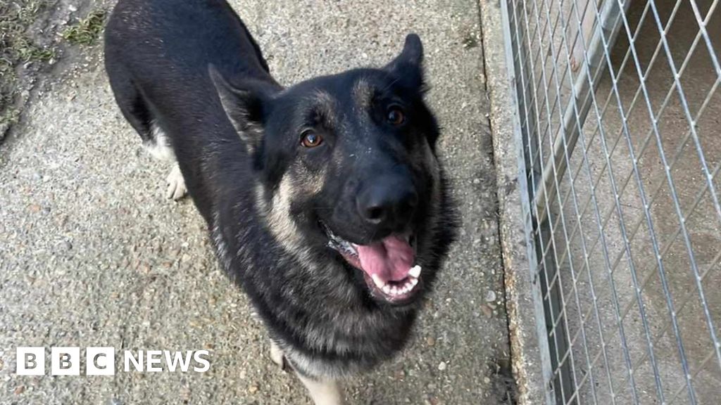 Dog stolen from Newark found 200 miles away after appeal - BBC News