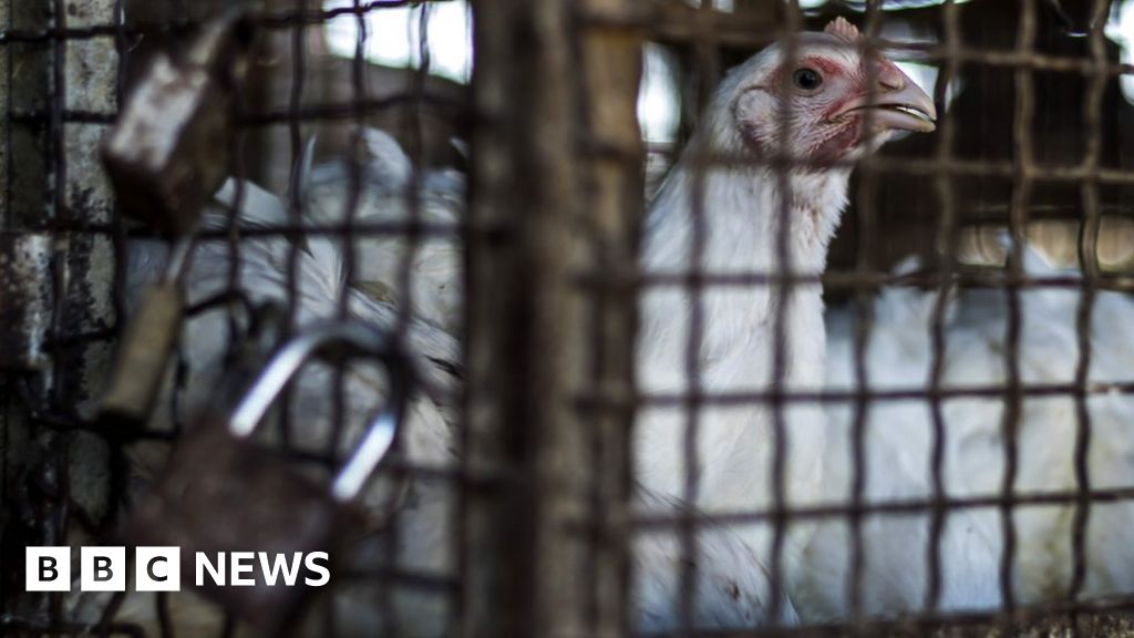 'Sadistic' abuse secretly recorded at Canada poultry firm - BBC News