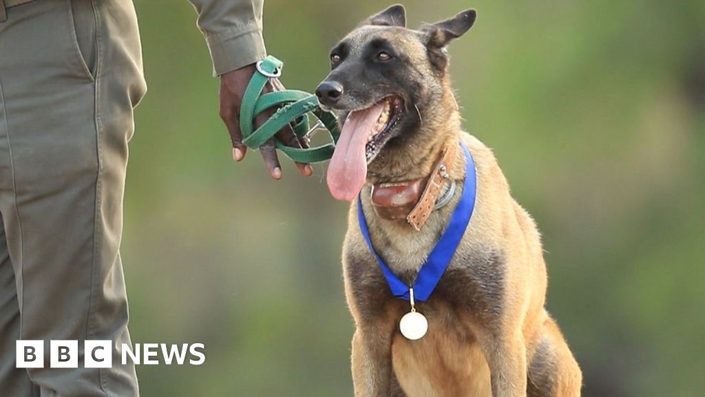 Ricky Gervais rewards a South African dog for 'fantastic work' - BBC News