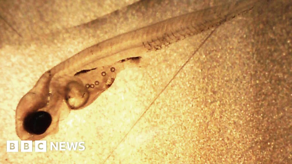 Fish eat plastic like teens eat fast food - BBC News