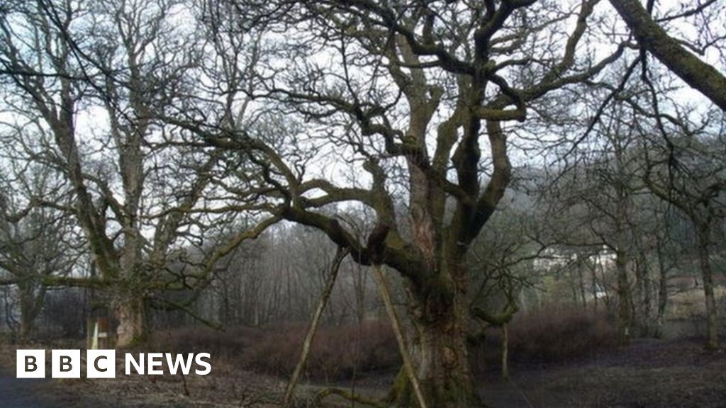 Work begins to save 'Macbeth trees' near Dunkeld - BBC News