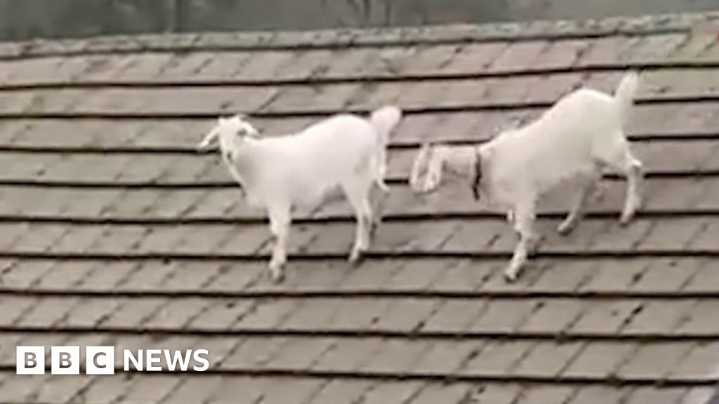 Are you kidding? Goats on roofs in the Rhondda