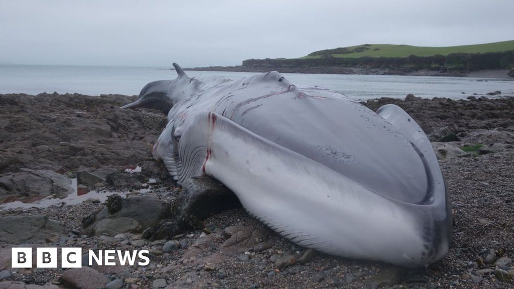 Beached whale in Cornwall had no plastic in stomach - BBC News