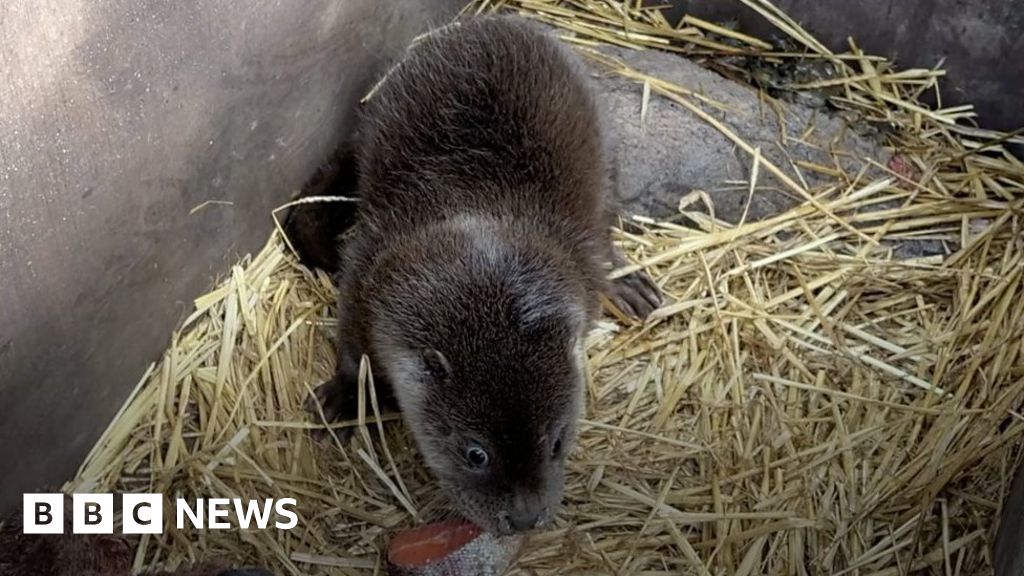 Record number of orphaned baby otters rescued last year - BBC News