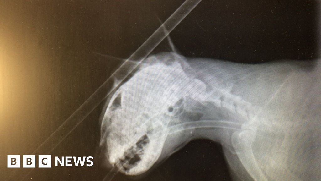 Birmingham cat shot in head with bow and arrow - BBC News