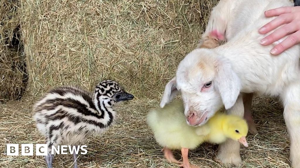 Baby goat, emu and goose make friends on Wiltshire farm