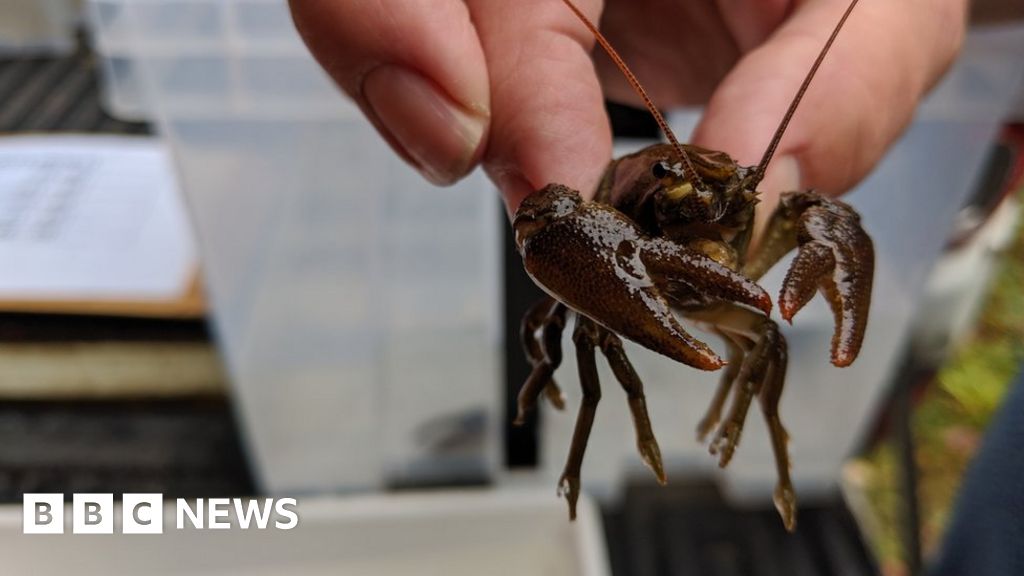 Gloucestershire crayfish plague kills thousands in new outbreak - BBC News