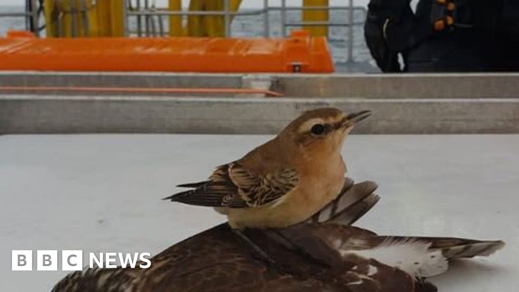 Hawk knocked unconscious during bird chase - BBC News