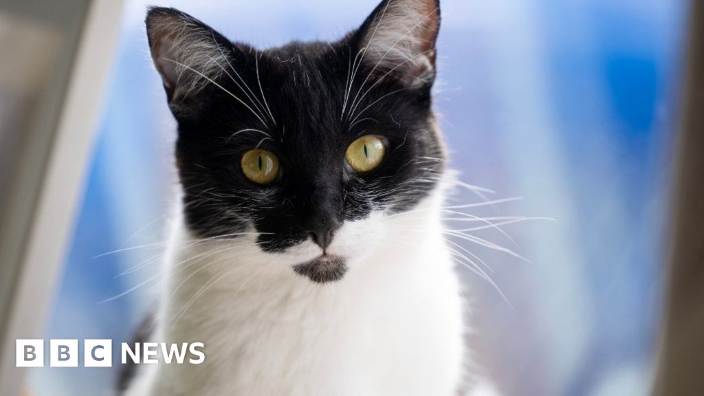 Owner thanks charity for treating pet cat's mystery injury
