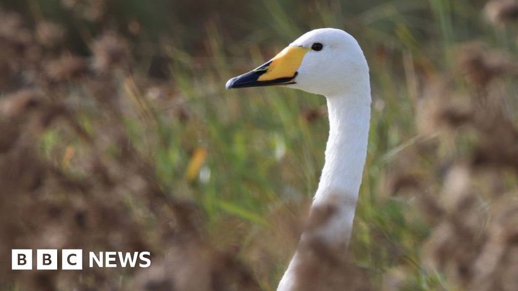 'Lonely' swan to be reunited with migrant family