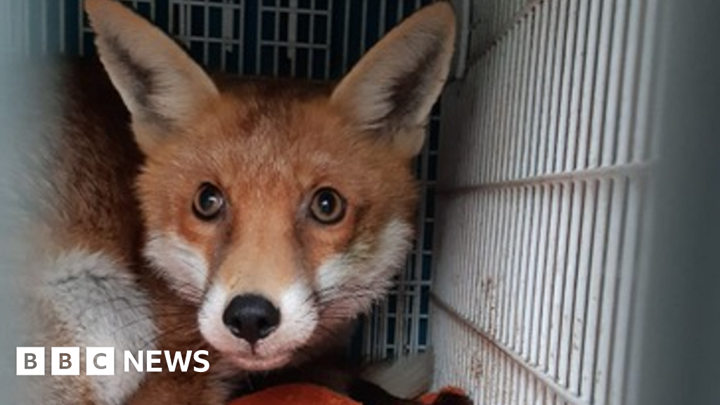 Leicester: Fox returned to wild after plastic wire neck injury