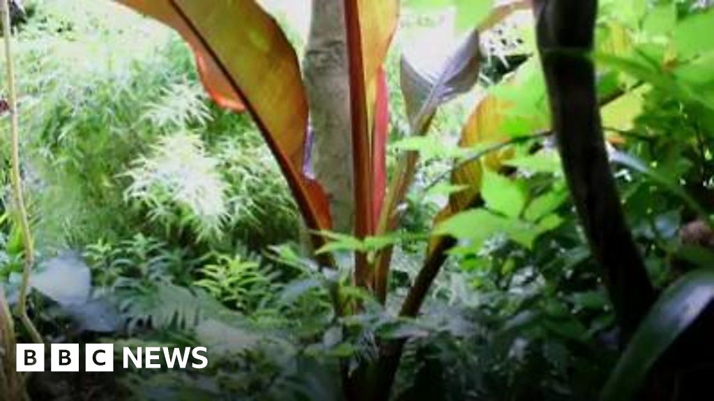 Leeds man creates tropical jungle in his back garden