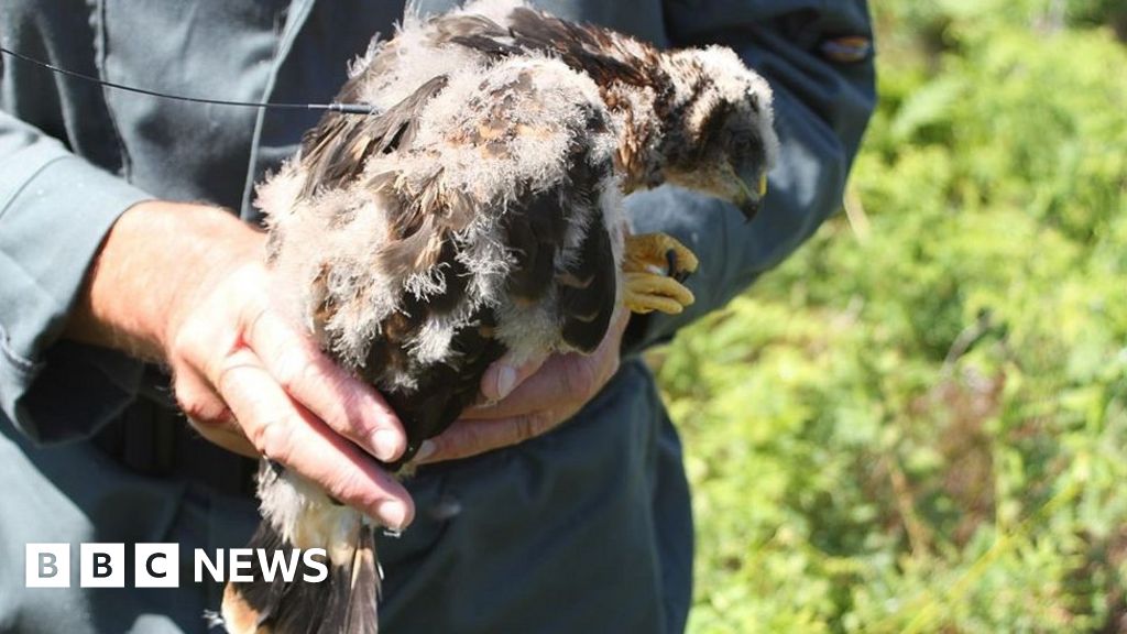 Hen harrier 'found shot on grouse moor'