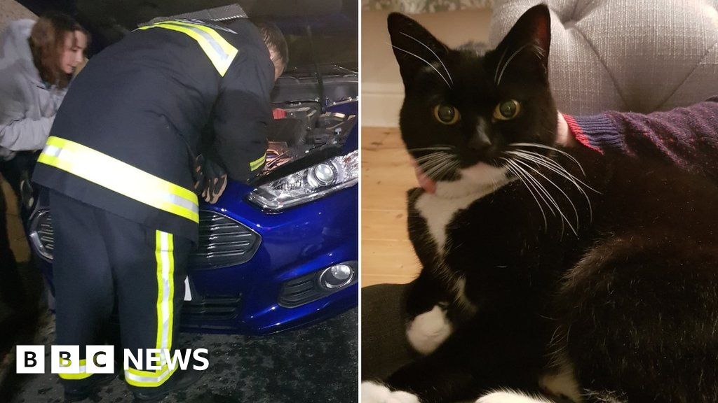 Missing cat Koko turns up in car engine after six days