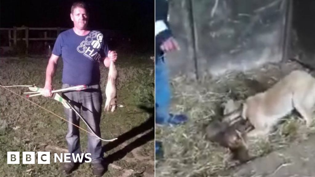 Facebook fox attack video: Men laughed as dog set on fox - BBC News