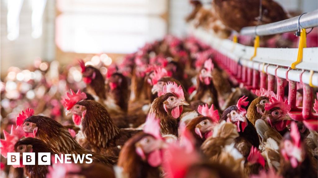NI farming: 'Fabricated documents' used in poultry applications - BBC News