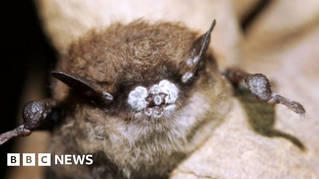 Asian bats show resistance to deadly white-nose syndrome - BBC News
