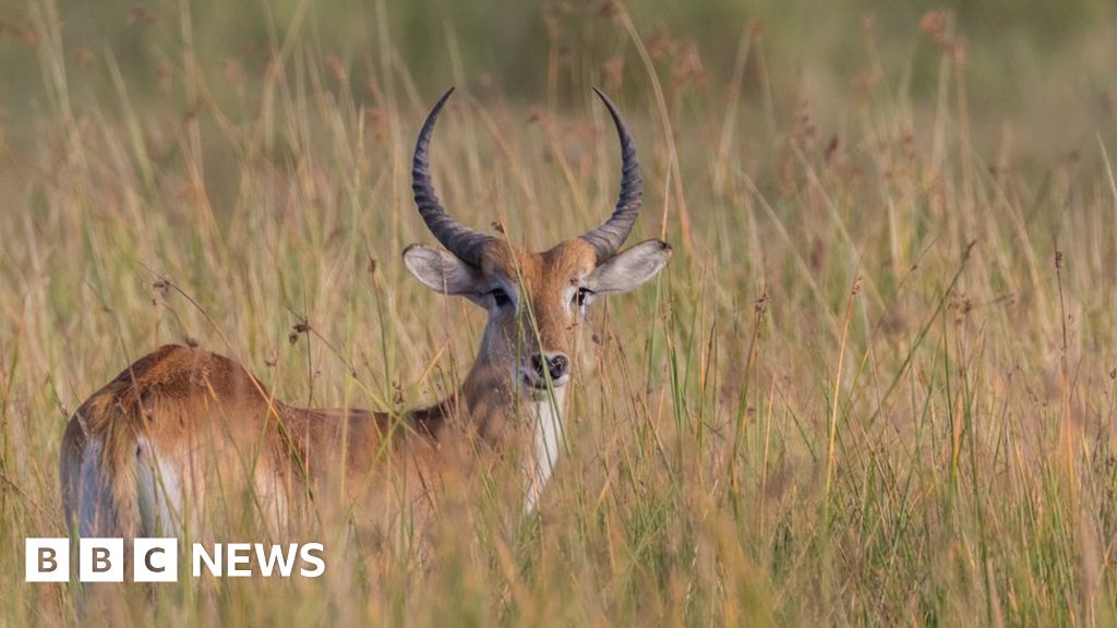 Two African antelope escape from Borth Wild Animal Kingdom