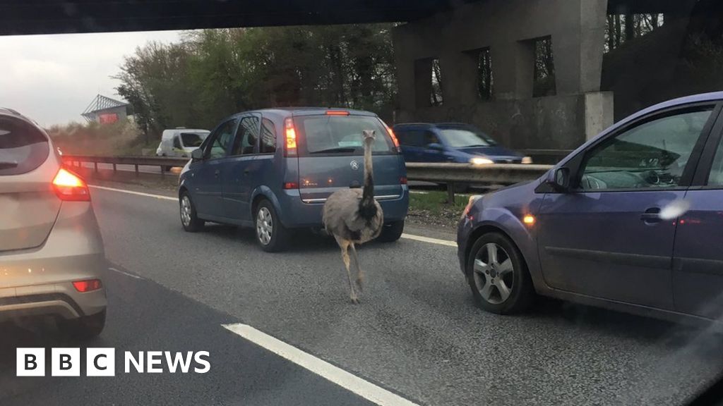 Ostrich on A12 near Colchester causes traffic chaos - BBC News
