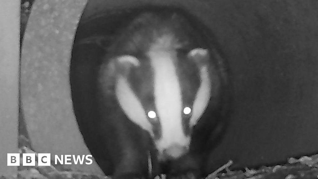 Staple Hill: Burrowing badgers block Bristol footpath - BBC News