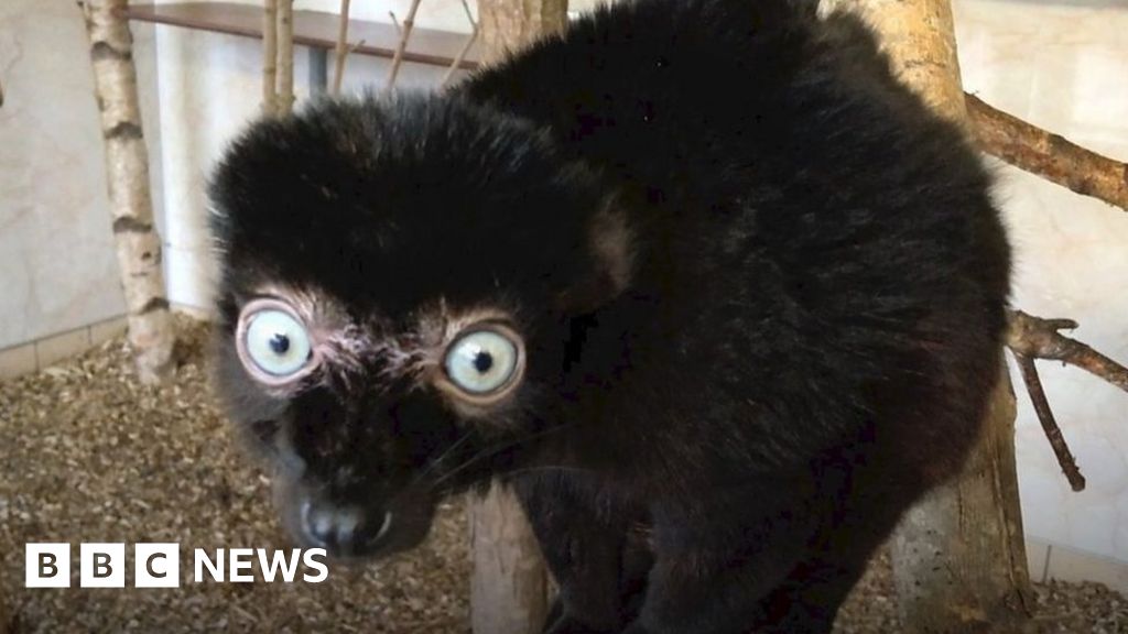 Banham Zoo helps rare blue-eyed black lemurs