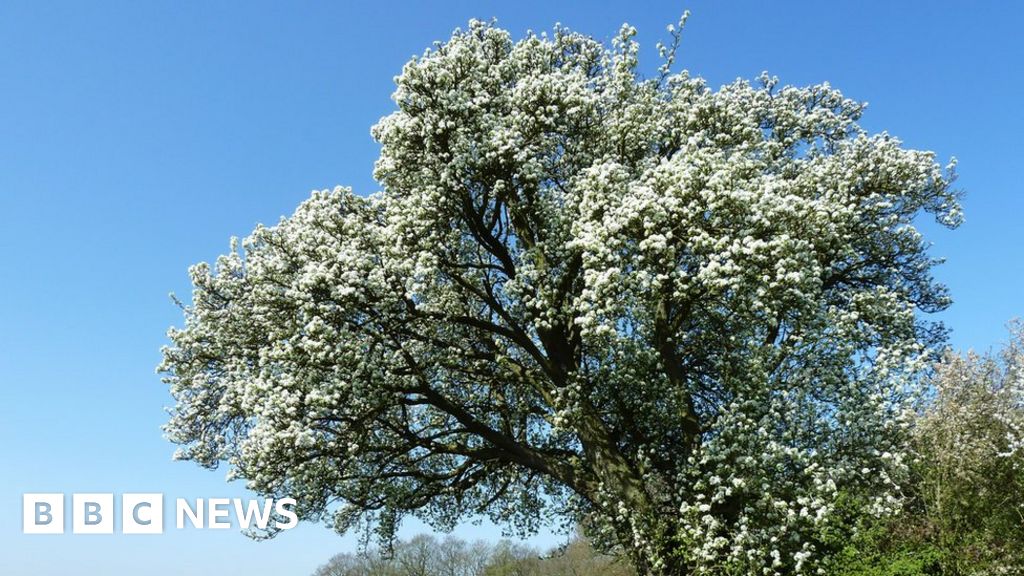 HS2 route Cubbington pear is 2015 'Tree of the Year' - BBC News
