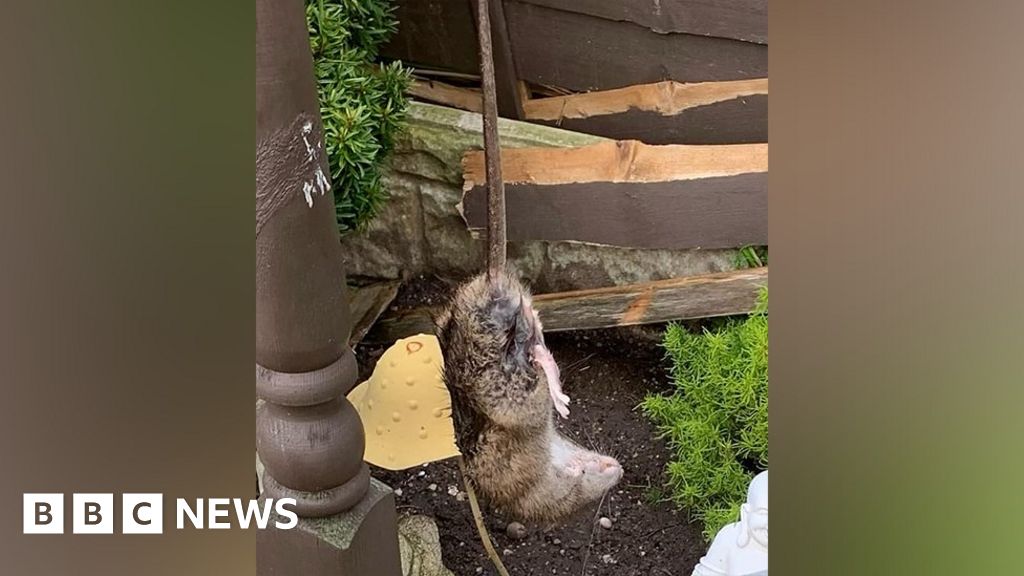 Blackpool Council steps in over rat infestation at housing estate