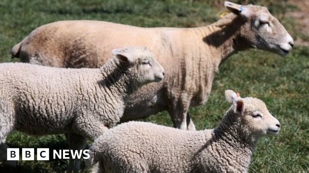 Rustlers steal 90 lambs from field in Keith - BBC News