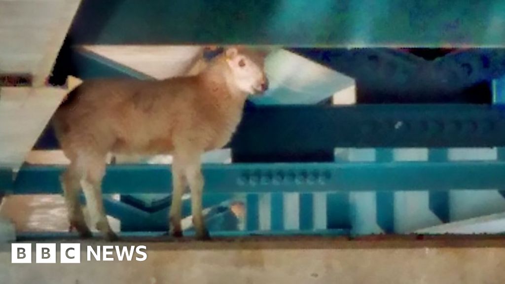 Sheep stuck under river bridge is rescued by fire crews - BBC News