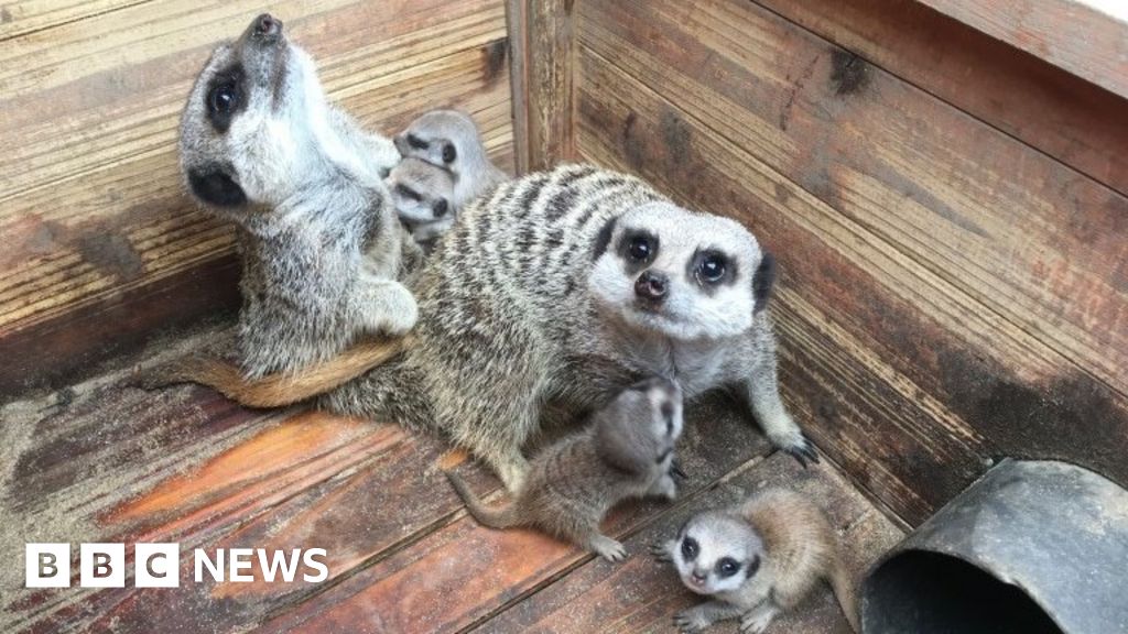 Fears over meerkat missing after burglary in Dorchester - BBC News