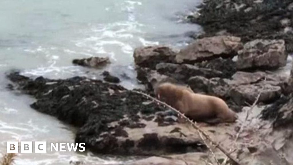 Walrus caught on camera on Pembrokeshire coast - BBC News