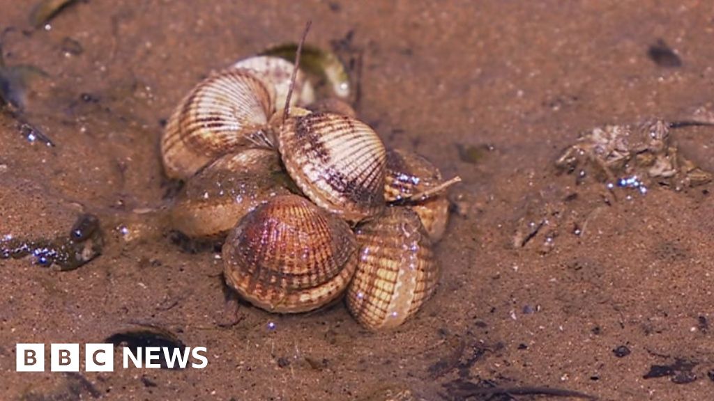 Burry Inlet cockle deaths mystery enters 13th year