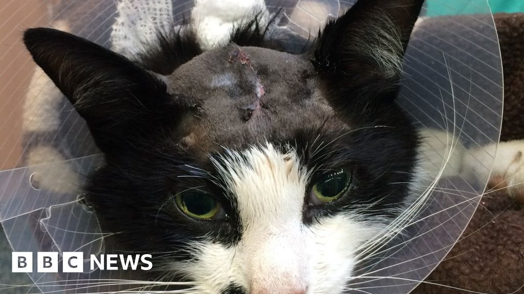 Birmingham cat shot in head with bow and arrow - BBC News