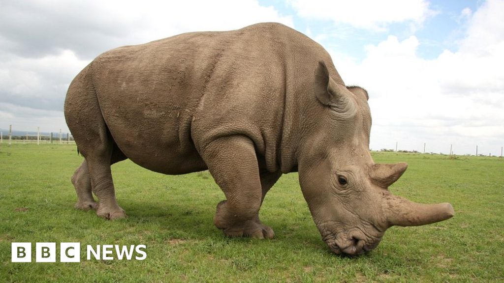 Embryo breakthrough 'can save northern white rhino' - BBC News