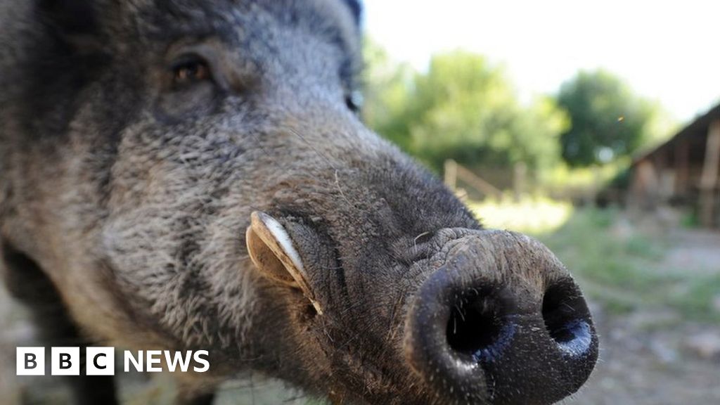 Wild boar prompt alarm on tiny Japanese island - BBC News